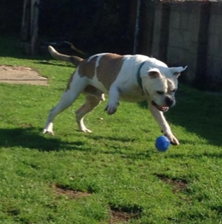 Bobby's Gallery - Wadars