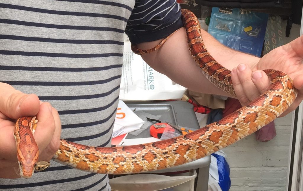 Runaway tortoises and stowaway snakes - all in a day’s work for Wadars ...