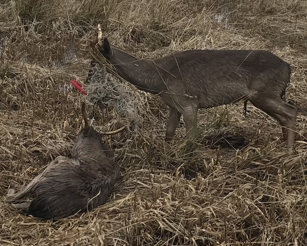 Wadars acts as the local wildlife emergency service - Wadars