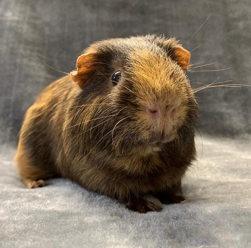 Other Animals - Wadars