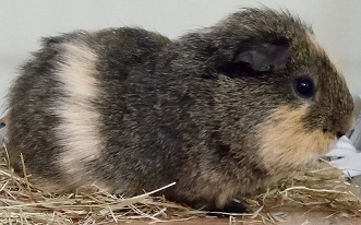 Other Animals - Wadars