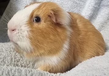 Other Animals - Wadars