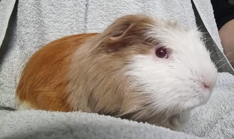 Other Animals - Wadars