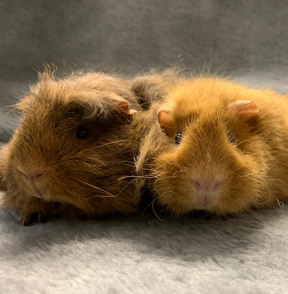 Other Animals - Wadars