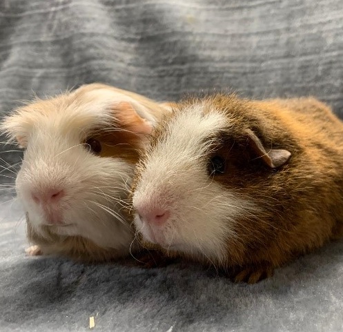 Other Animals - Wadars