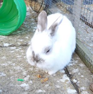 Other Animals - Wadars