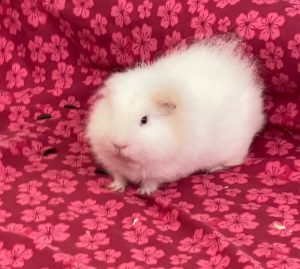 Other Animals - Wadars