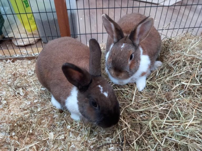 Other Animals - Wadars