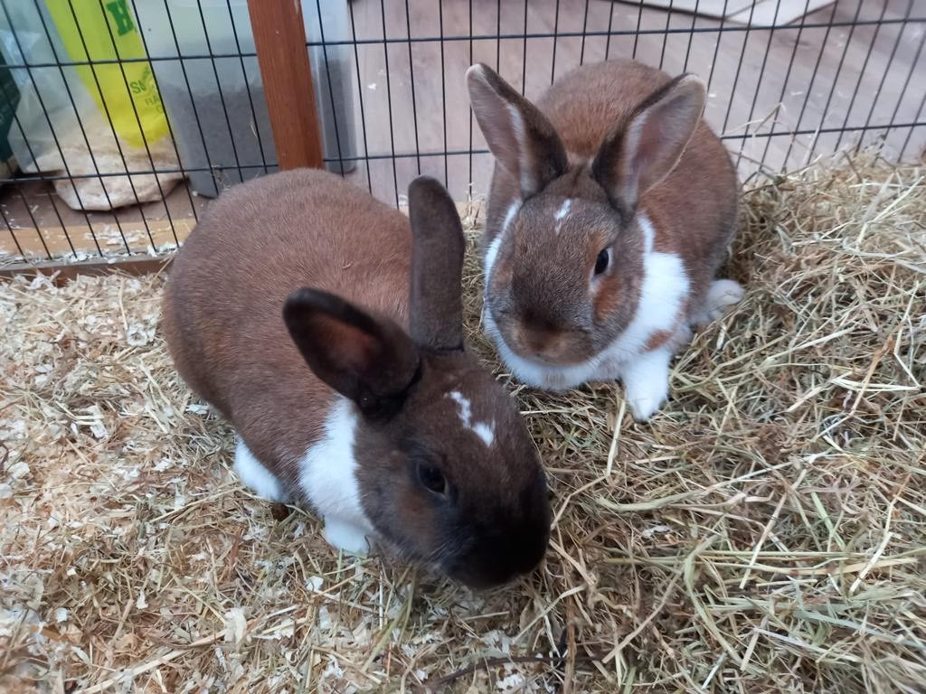 Other Animals - Wadars