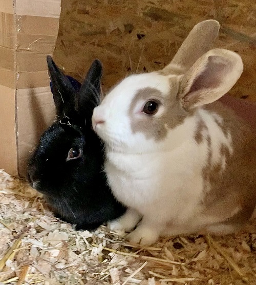 Other Animals - Wadars