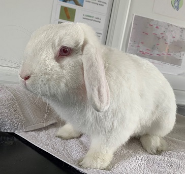 Other Animals - Wadars