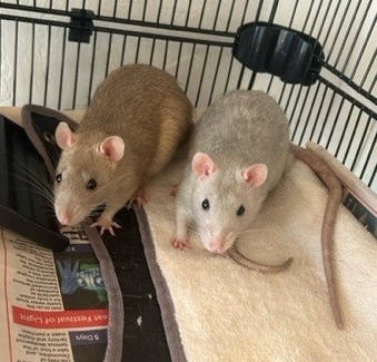 Other Animals - Wadars