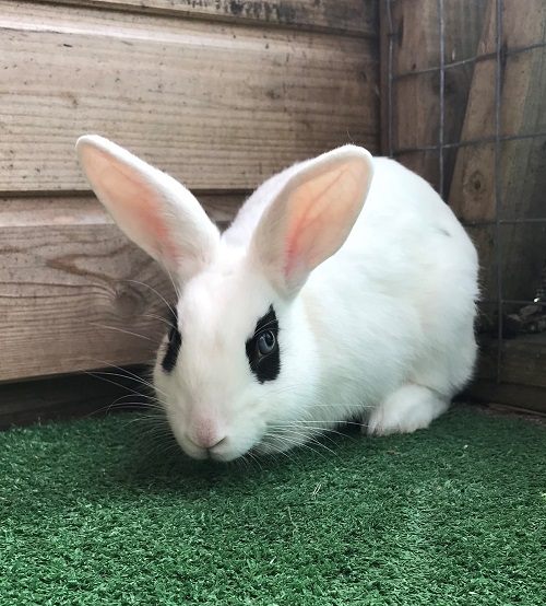 Other Animals - Wadars