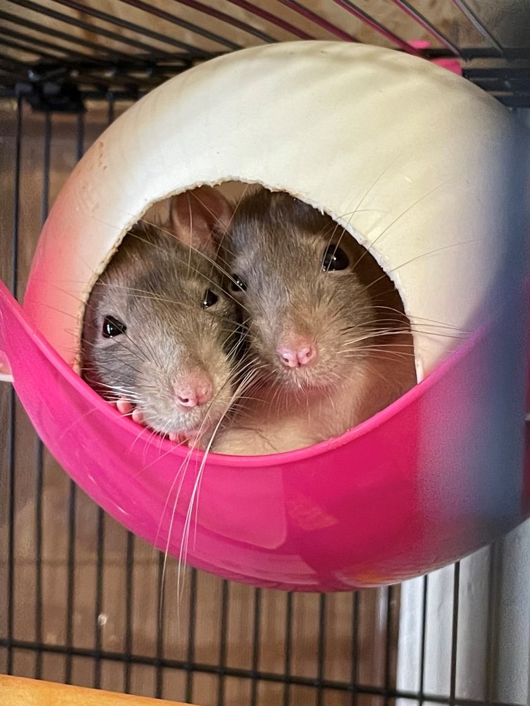 Other Animals - Wadars