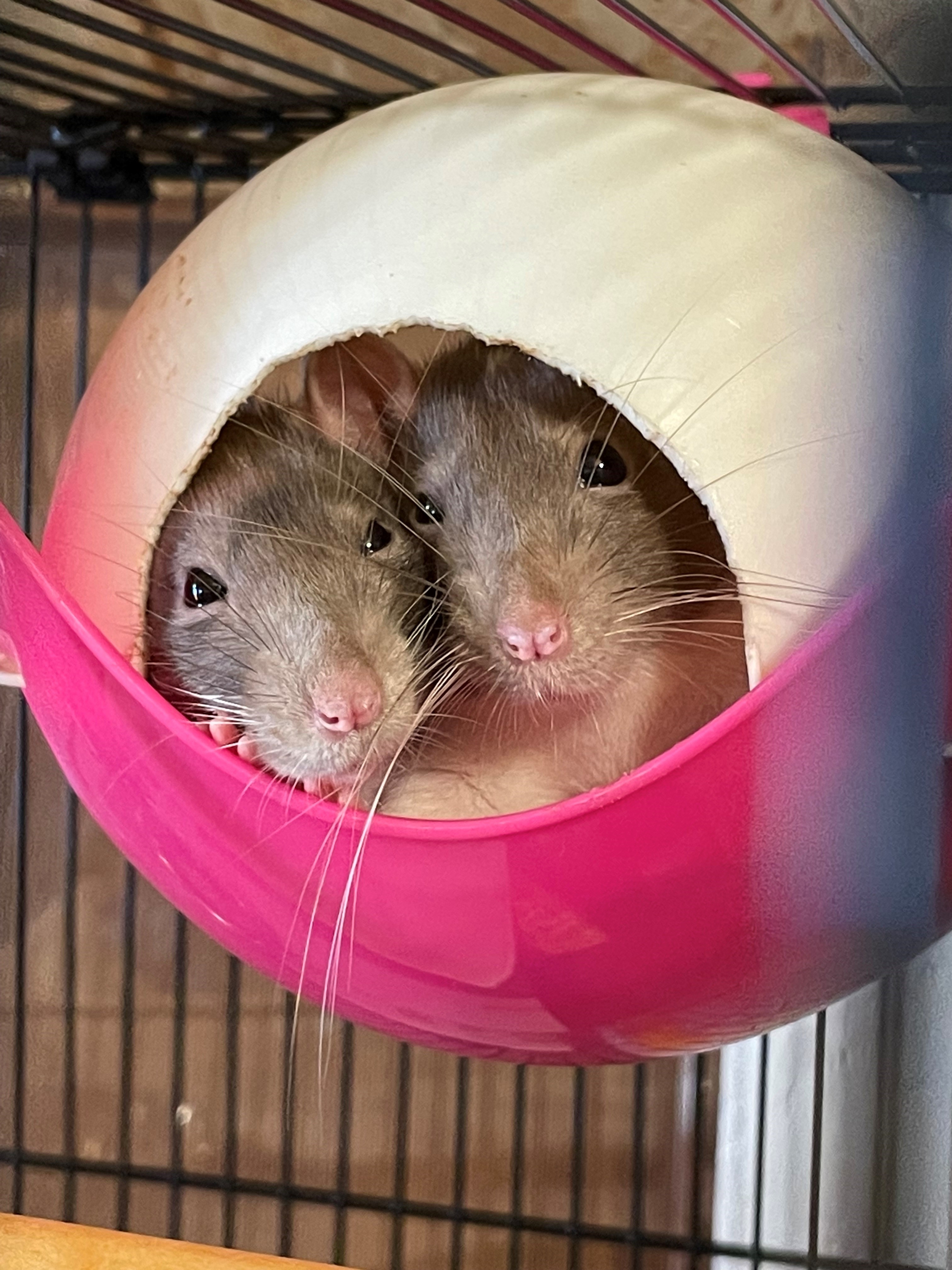 Other Animals - Wadars