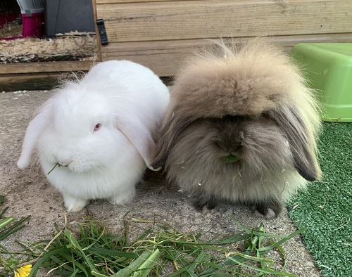 Other Animals - Wadars