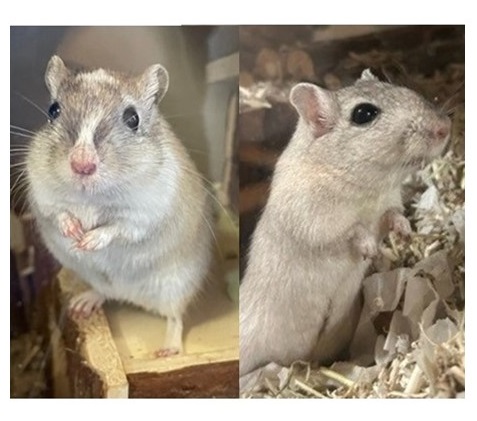 Other Animals - Wadars