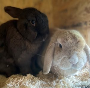 Other Animals - Wadars