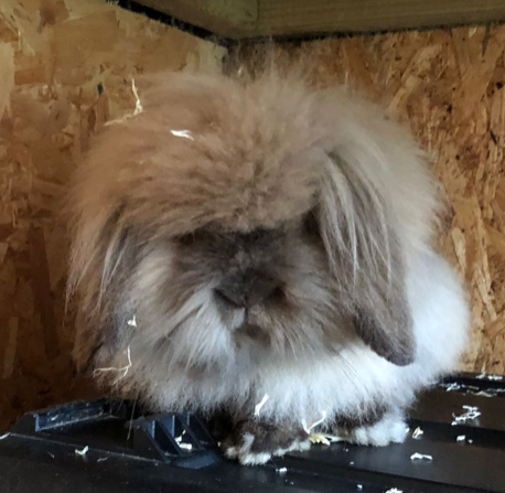 Other Animals - Wadars