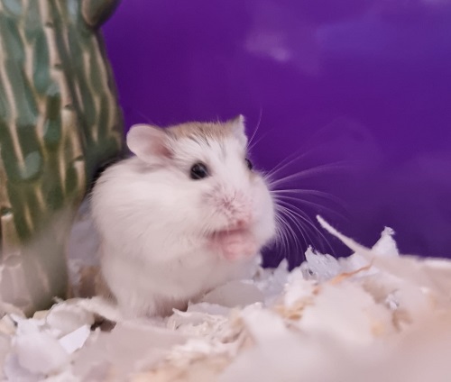 Other Animals - Wadars