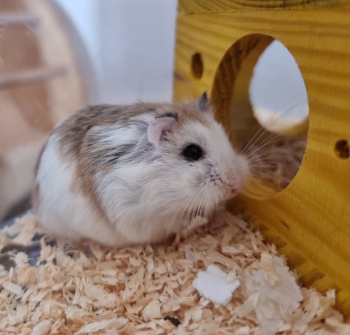 Other Animals - Wadars