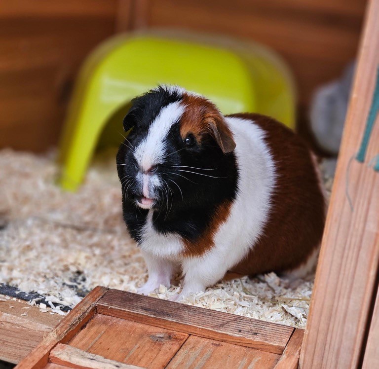 Other Animals - Wadars