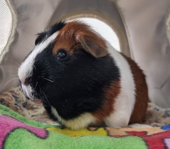 Other Animals - Wadars