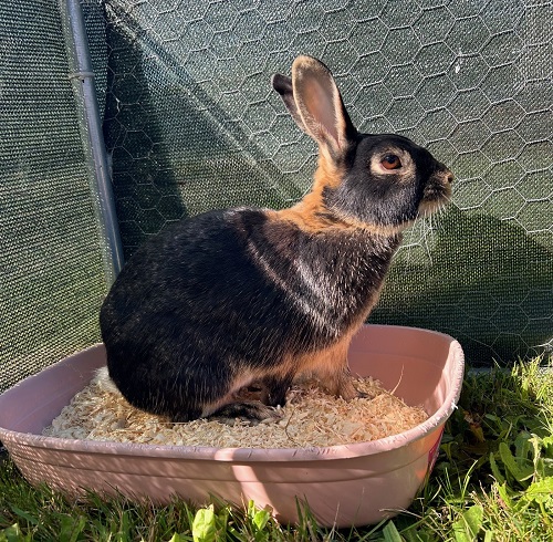 Other Animals - Wadars