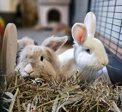 Other Animals - Wadars